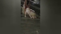 社会热点爆料 2017 6月 第20170628集 萨摩犬咬死小狗 任人踢打就不...
