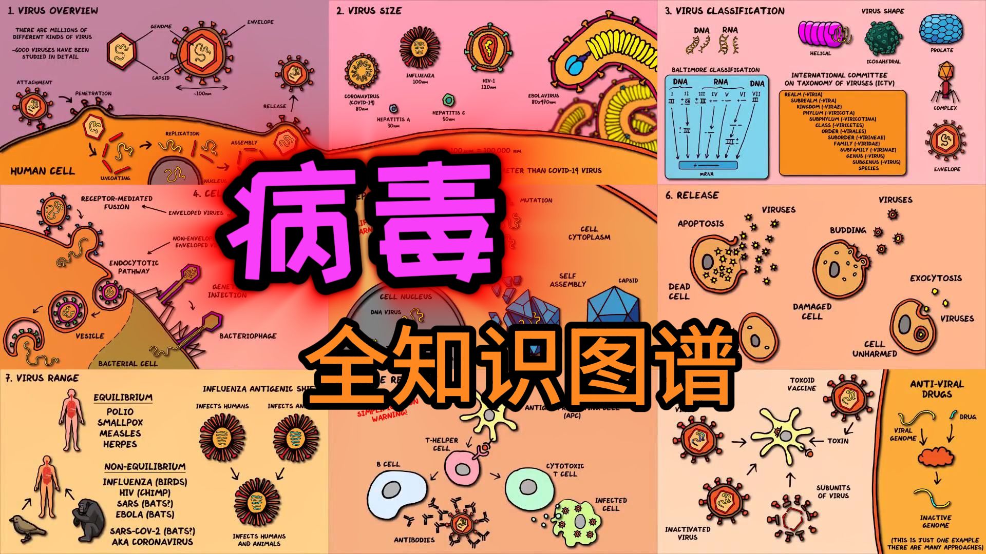 病毒的地图:一张图告诉你关于病毒的尺寸结构/分类/入侵/免疫…(普通...