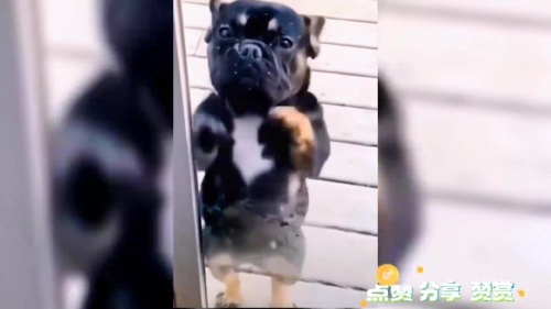 盘点狗狗跳舞的爆笑瞬间,舞技大比拼,看一遍笑一遍