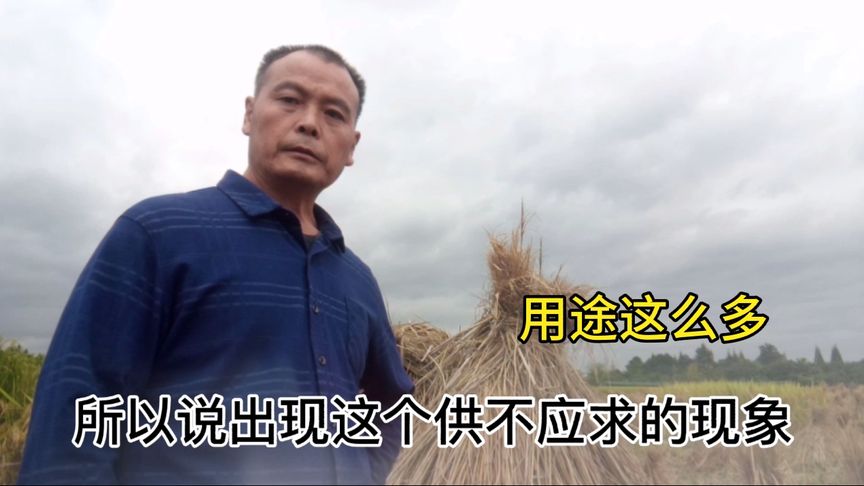 往年没人要的废稻草,今年为何特别抢手?原来它是宝用处这么多。