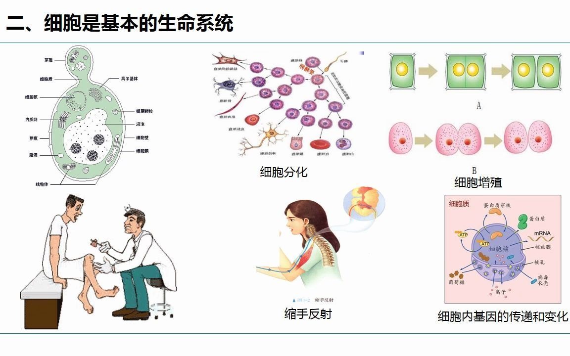 人教版课件 1.1-细胞是生命活动的基本单位3.0