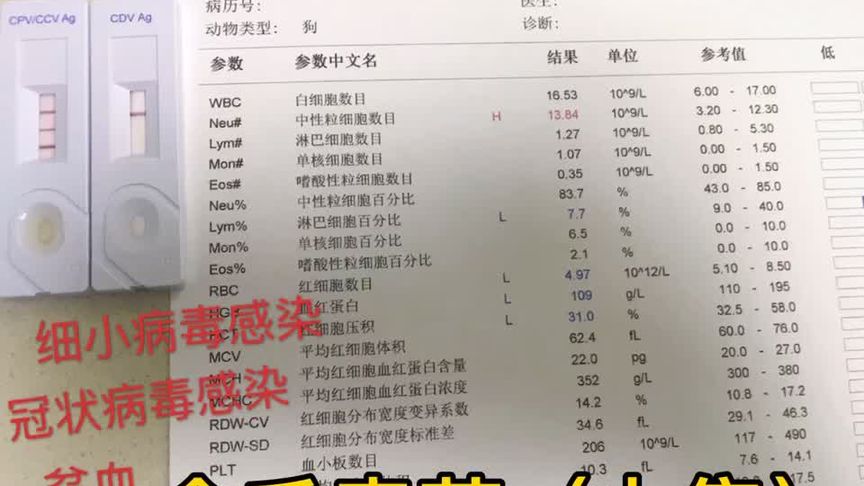 金毛犬细小病毒 冠状病毒并发感染#狗狗 #宠物医院#惠州宠物医院