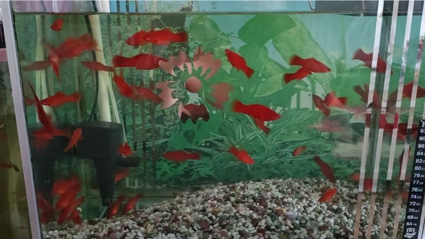 养鱼先养水,养水就是养出硝化细菌,如何才能培养出硝化细菌