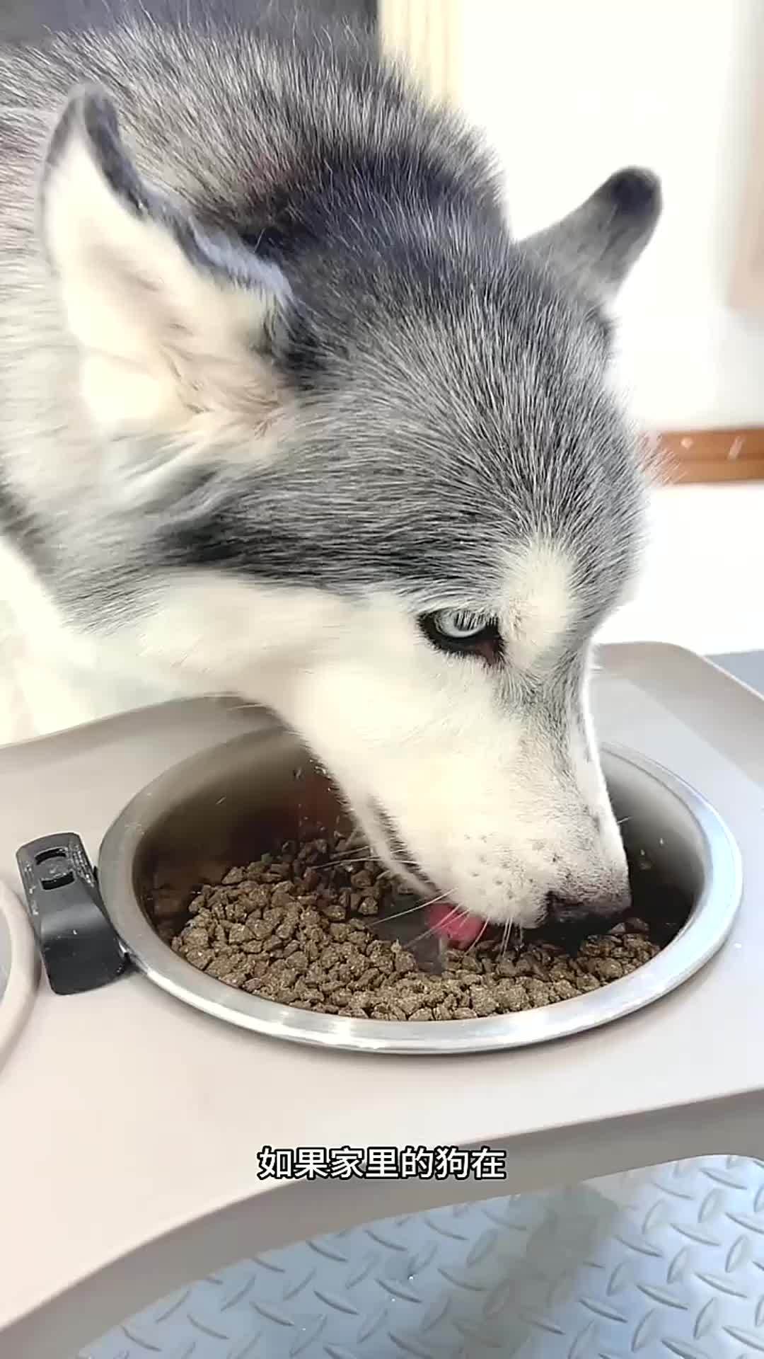 狗如果护食咬人该怎么办? 你有什么好办法吗