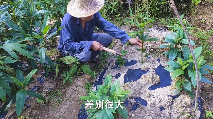 田耕地上:五指毛桃用两种剪苗方式,一个月内生长变化对比很明显