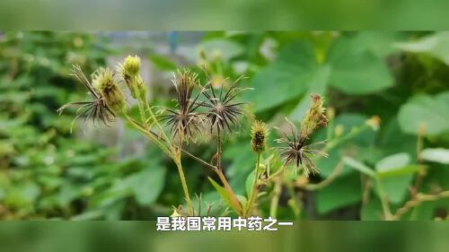 党参的主要成分及用途.1