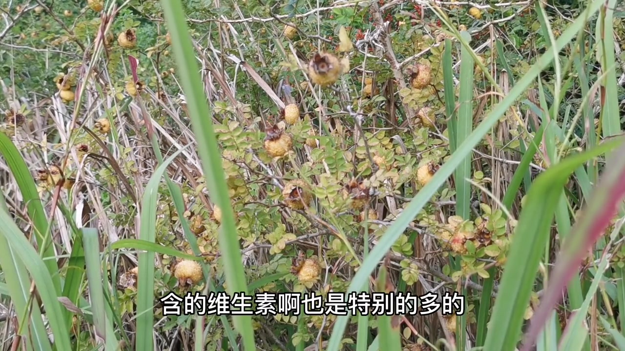 贵州野生刺梨成熟了,静林说摘些回家泡酒喝,有想喝刺梨酒的吗?