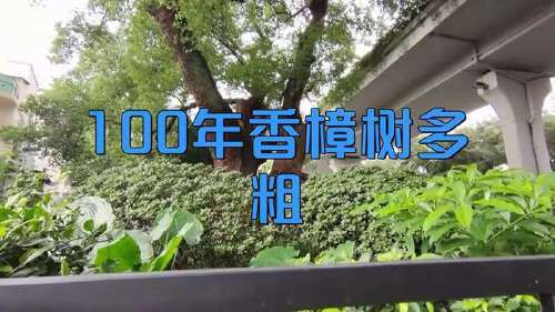 百年香樟树王惊现!树干粗到几人才能合抱?