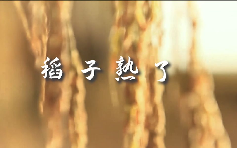 《妈妈,稻子熟了》 朗诵背景视频 致敬袁老