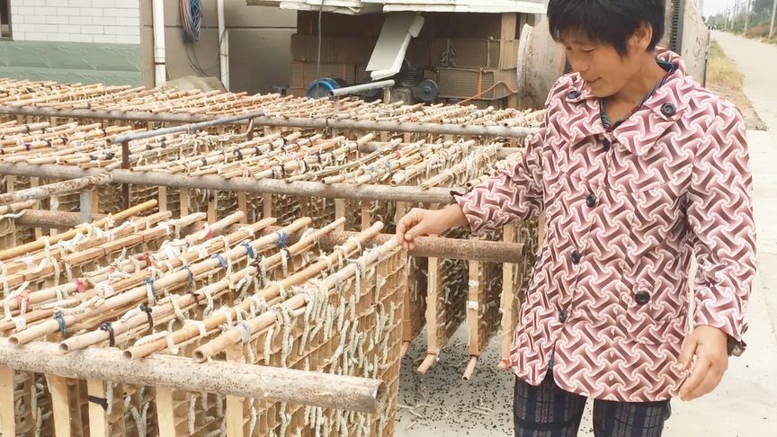 农村的蚕要进方格了,明天就能看到蚕茧了,真让人期待