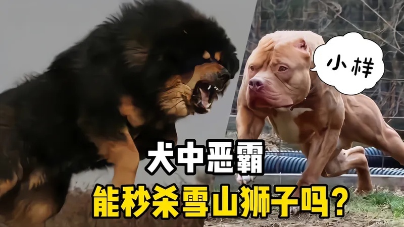 比特犬硬刚藏獒,犬中恶霸能秒杀雪山狮子吗一起来看