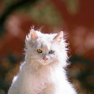 地主家的傻可爱 