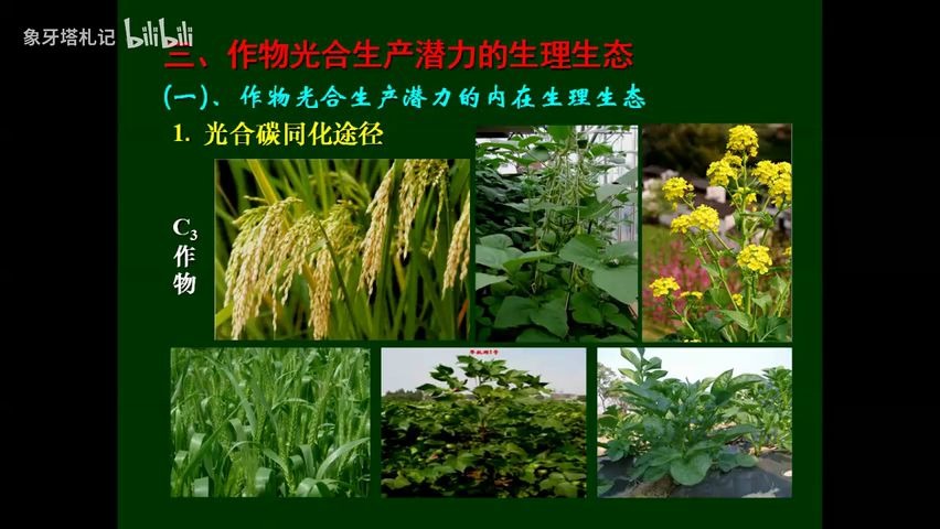 [04] 高级植物生理学讲座(第4讲 光合作用与作物生产力):作物光合生产...