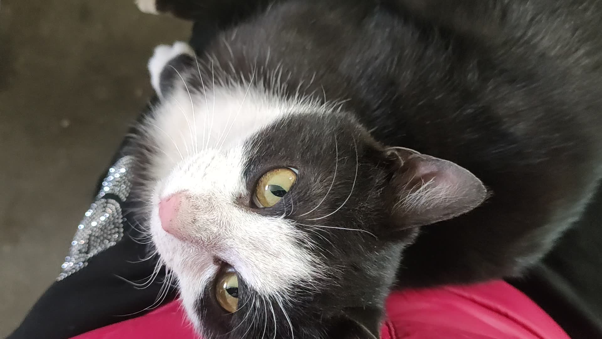 猫撒娇时的叫声