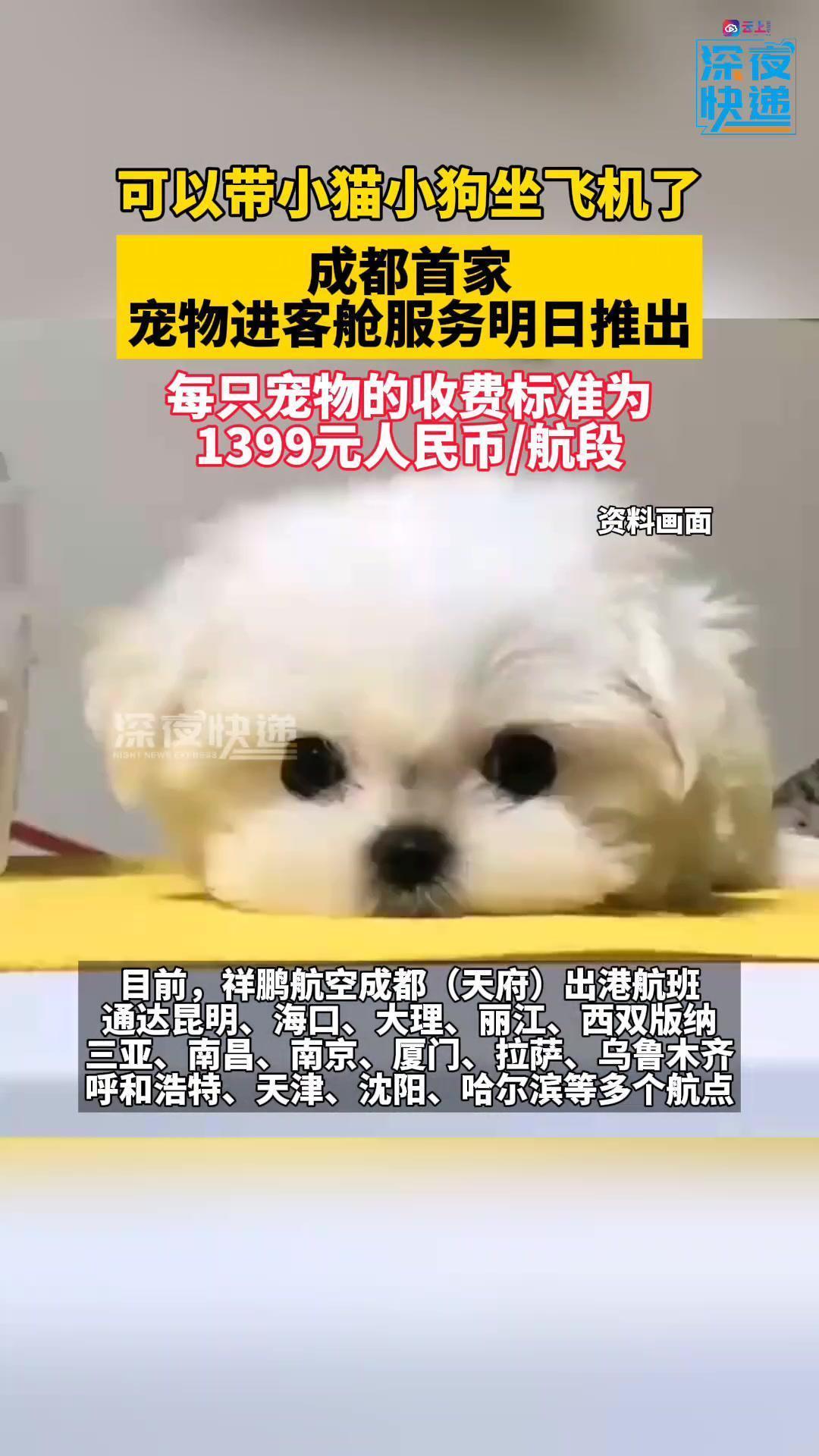 成都首家!宠物进客舱服务明日推出,每只宠物的收费标准为1399元...