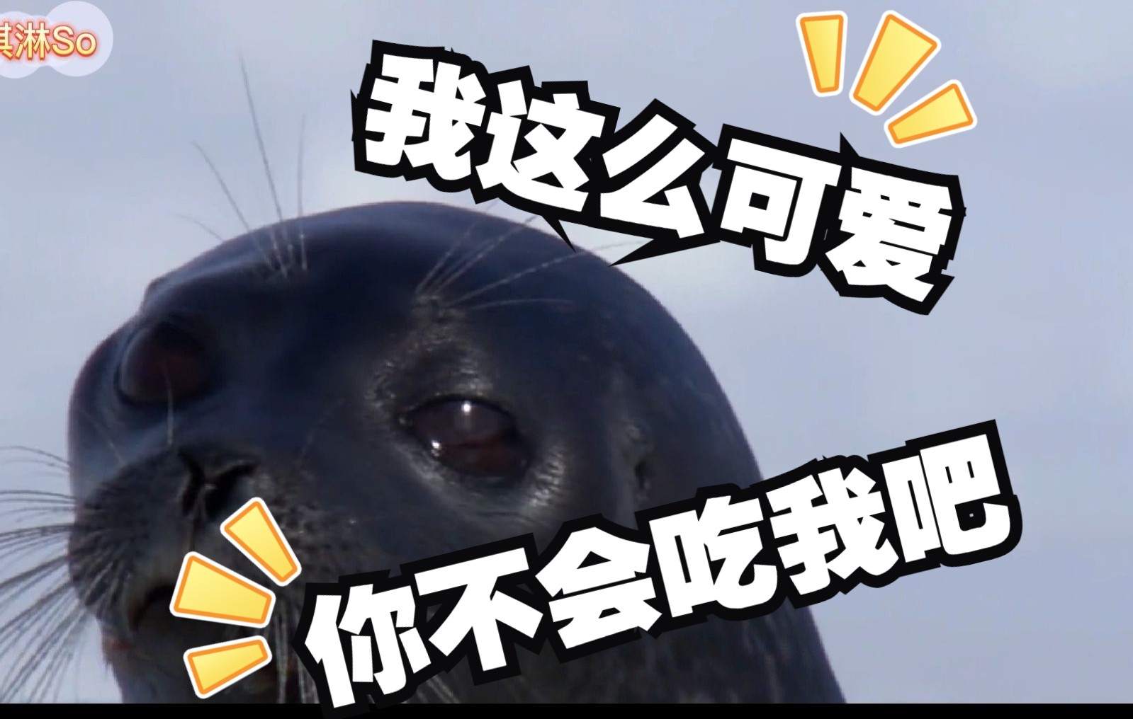 全球气候变暖冰川融化,北极熊将如何面临挑战?