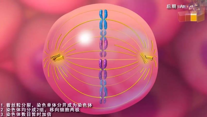 有丝分裂动画演示