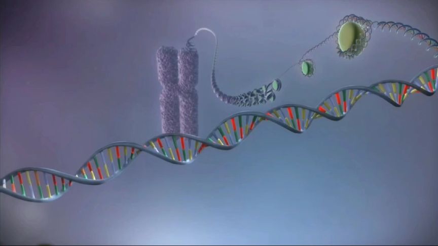 基因的转录和翻译