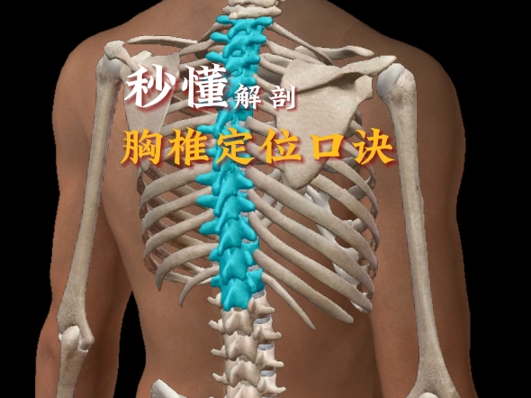 人体脊柱胸椎触诊定位