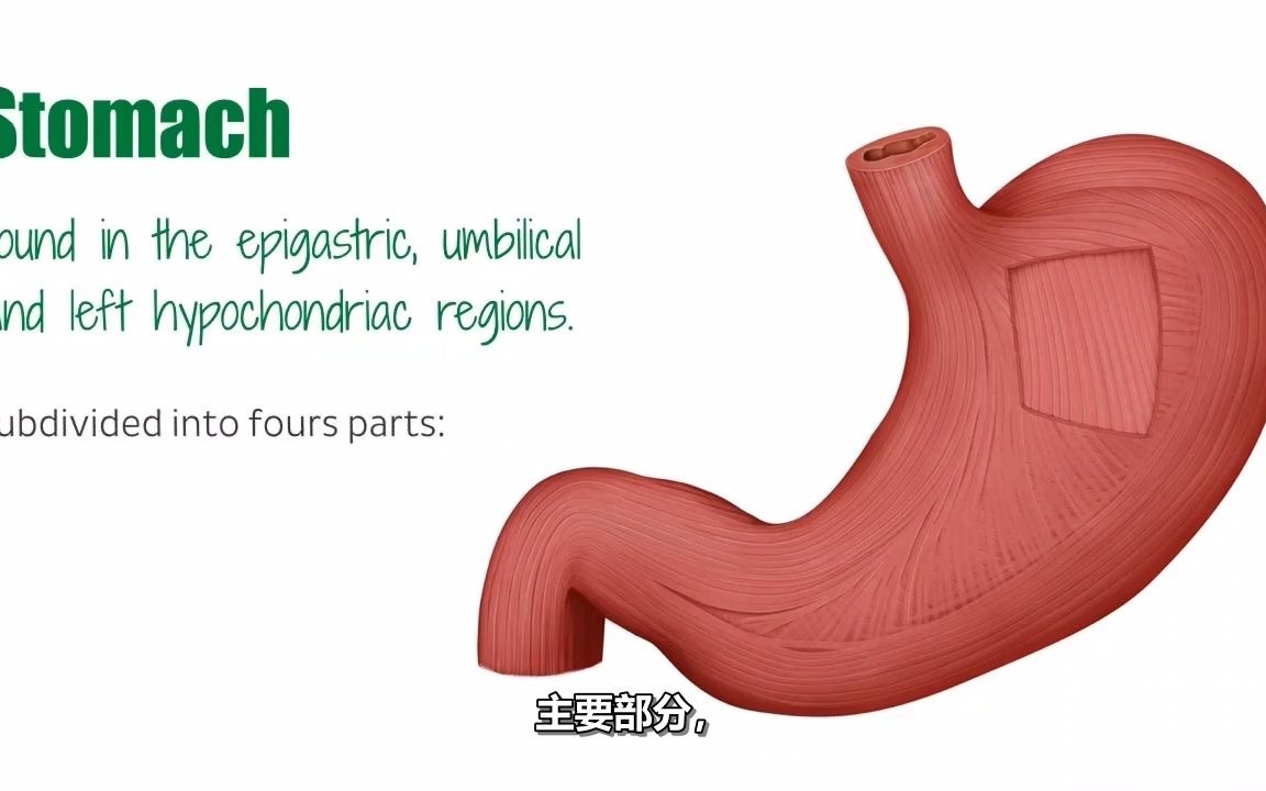 胃粘膜和肌肉层 - 人体解剖学
