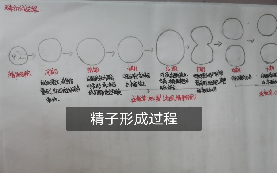精子形成过程图像讲解
