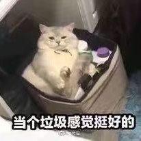 橙子味的花栗鼠 