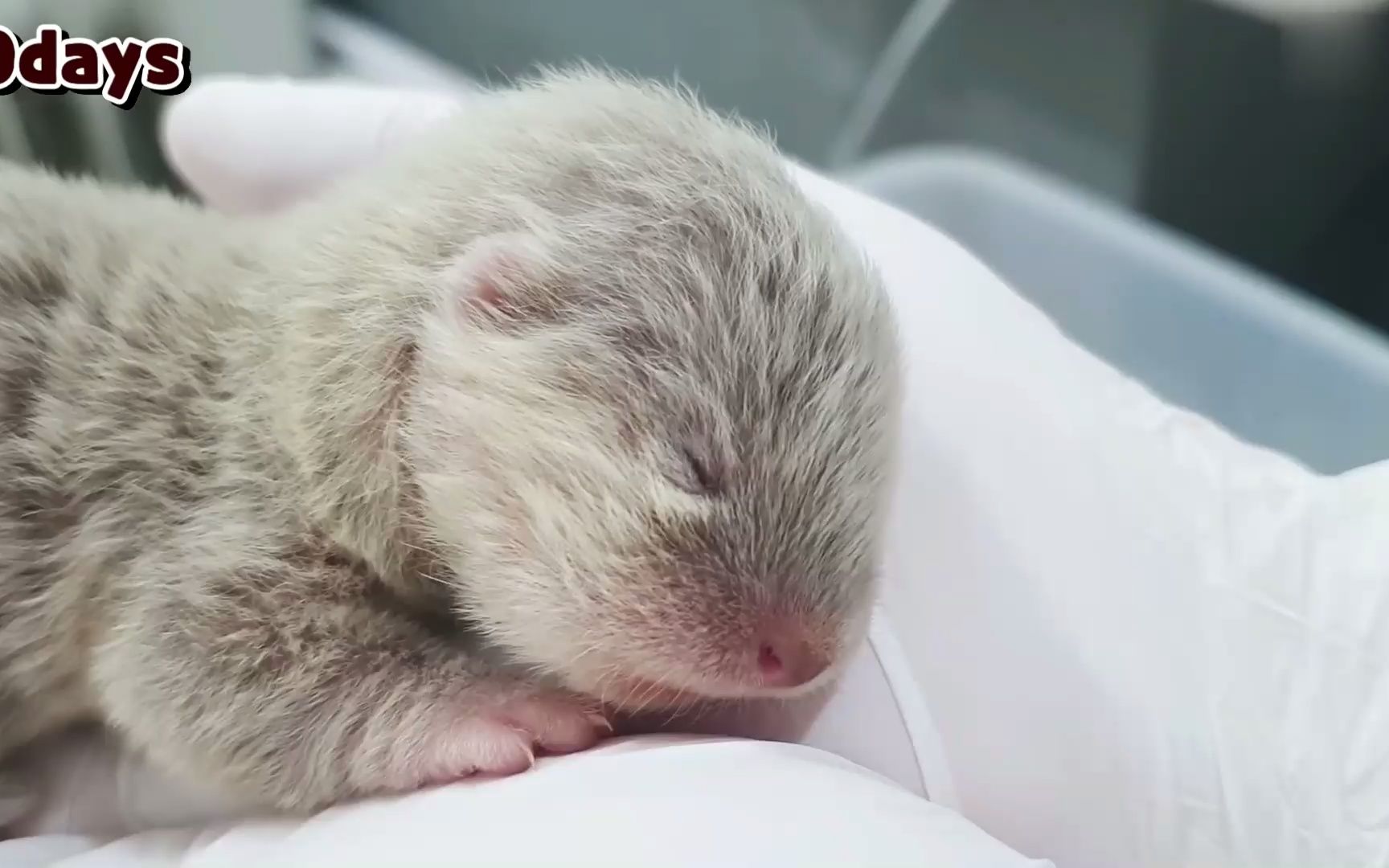 水獭宝宝1~50天的生长记录,过程很萌哦