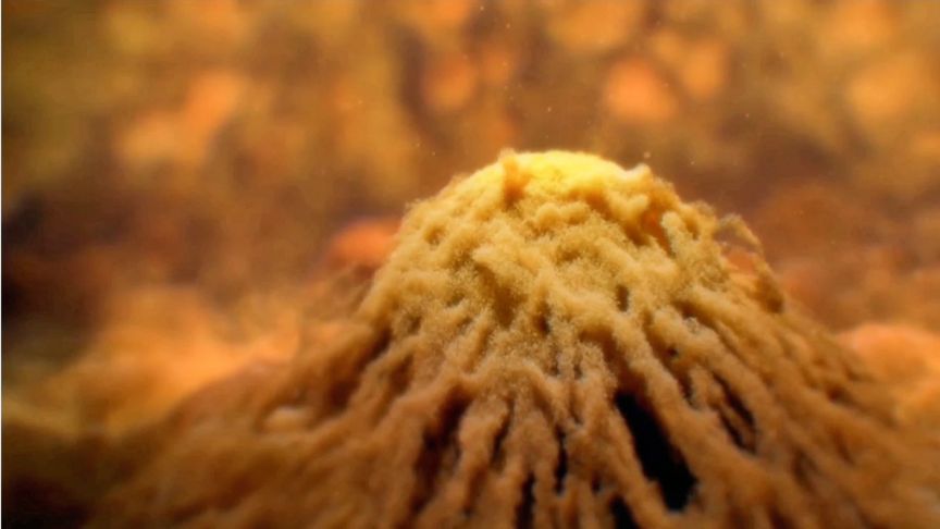 科普:人类生命诞生的过程,太神奇了!