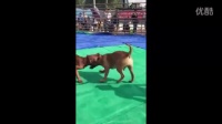 斗狗训练视频 斗狗斗犬视频