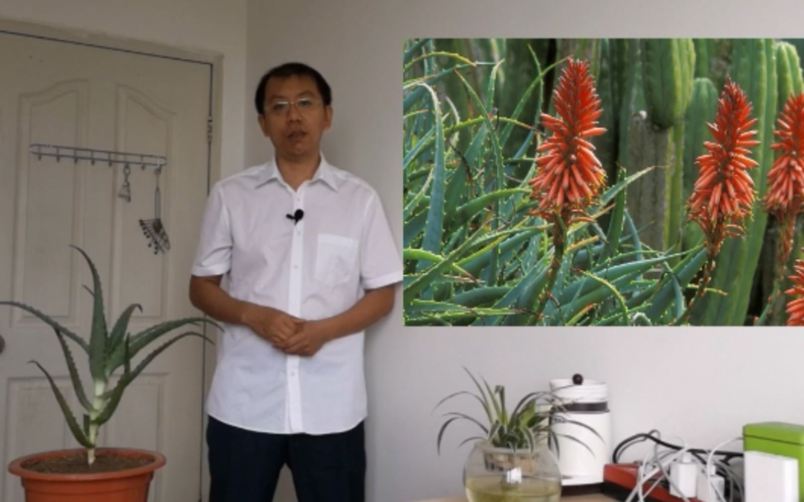 日本人曾用木立芦荟治疗原子弹的伤口