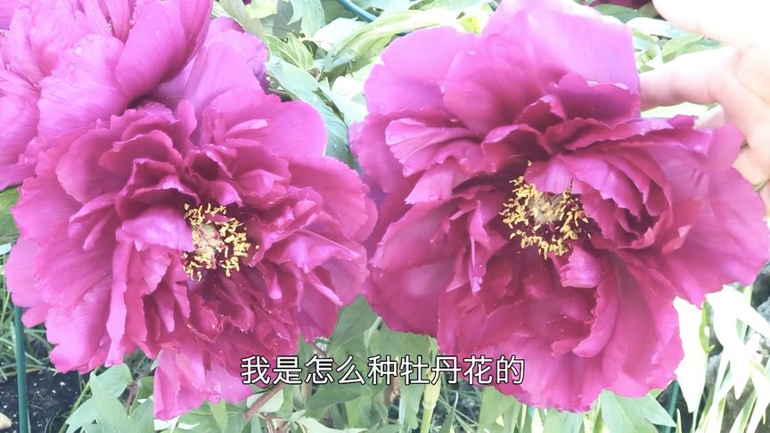如何种牡丹花 从选苗入手配合买回来的花苗状态进行移栽