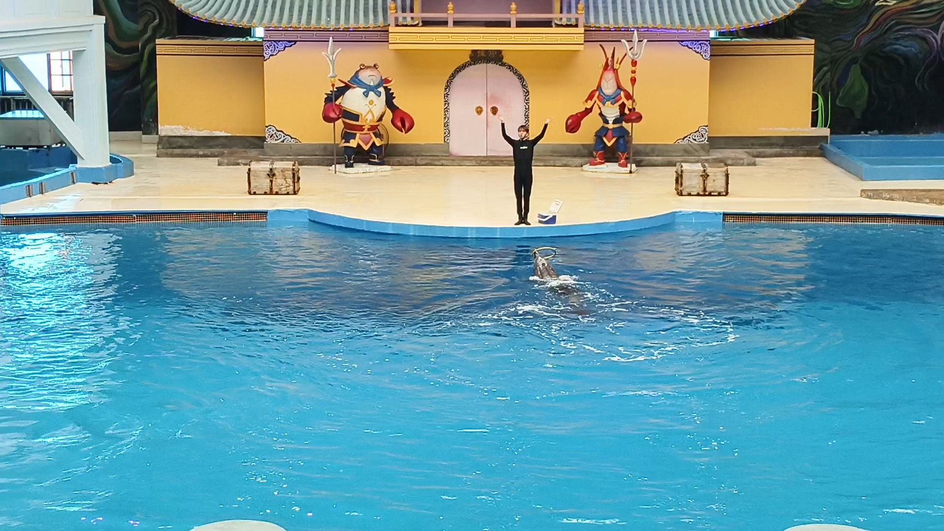 大理海洋世界海豚海狮表演