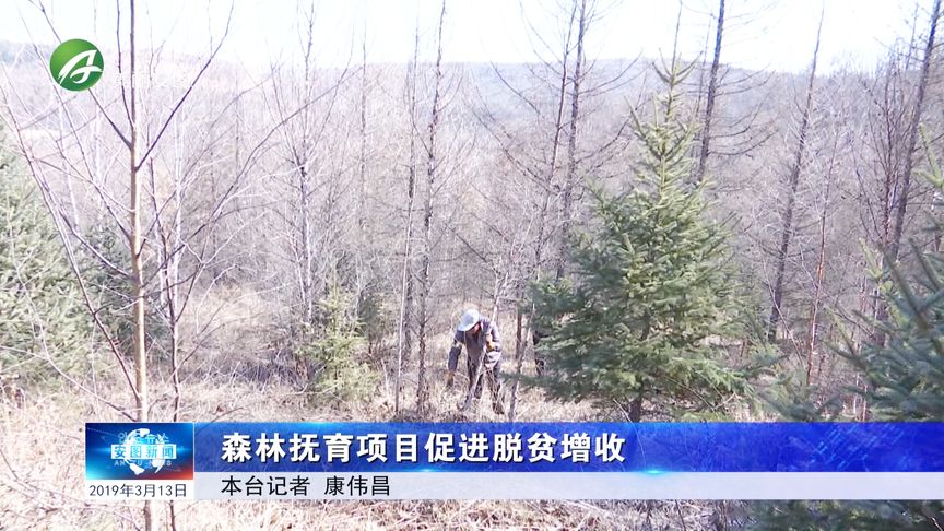 森林抚育项目促进脱贫增收