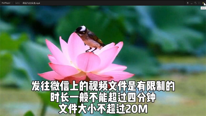 大视频文件 发到微信打不开 用压缩视频的方法来解决