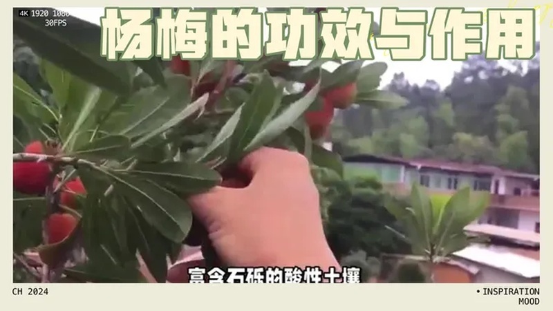 杨梅的功效与作用