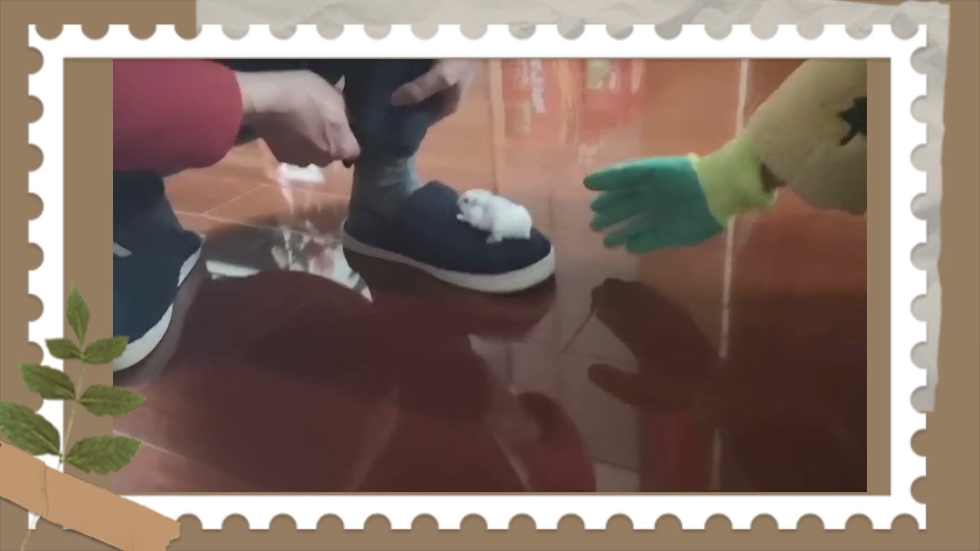 小仓鼠站立+小仓鼠爬上主人拖鞋啦!| 仓鼠观察日记7