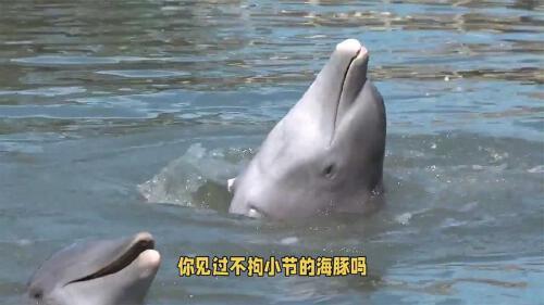海豚:海洋智慧之星,揭秘神奇魅力