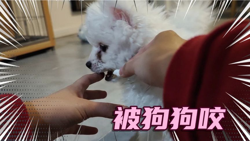 被狗狗咬了怎么办,会得狂犬病么