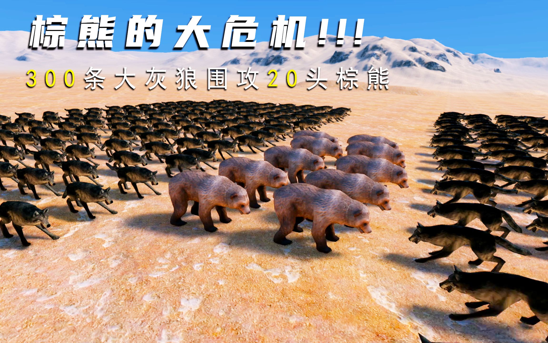 20头棕熊被300条大灰狼左右夹击,棕熊们能否杀出重围?