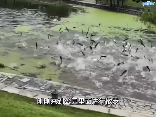 暴风骤雨席卷而来,公园里男子竟目睹水中鱼儿飞跃,画面令人震撼