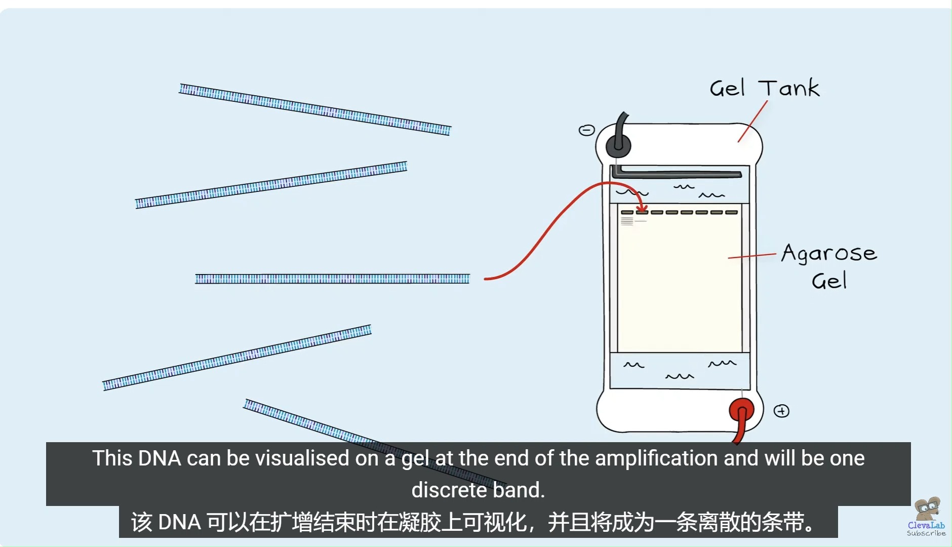 什么是 PCR 和 qPCR?| PCR 动画