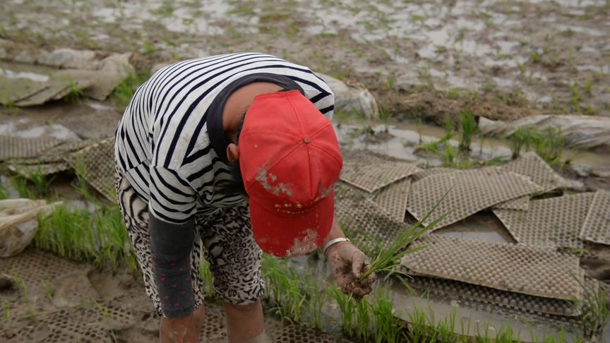 老奶奶现场教学,如何抛秧#抖音618好物节 #插秧季节 #水稻种植