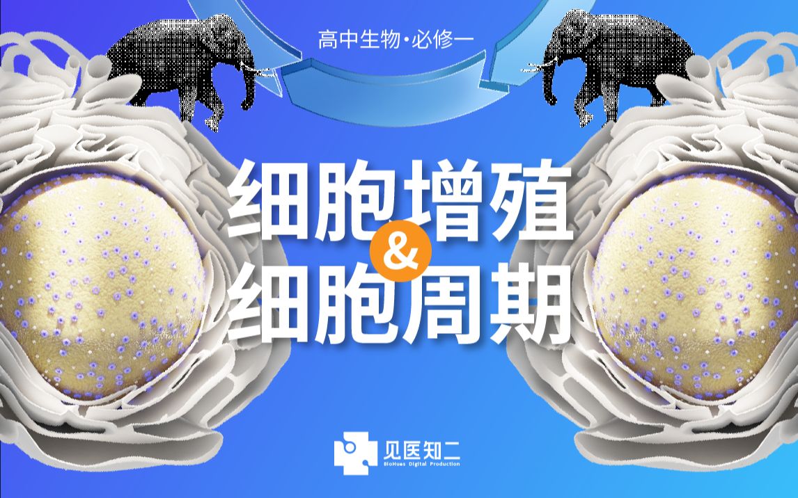 【高中生物必修一】细胞增殖与细胞周期