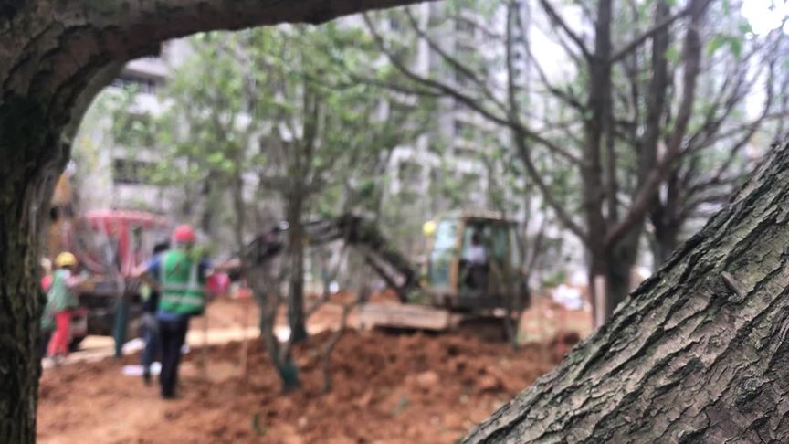 人工栽植与机械配合栽植的单价有多少区别?#园林绿化#苗木栽植