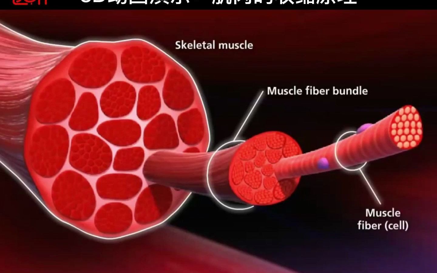 3D医学动画:肌肉的收缩原理
