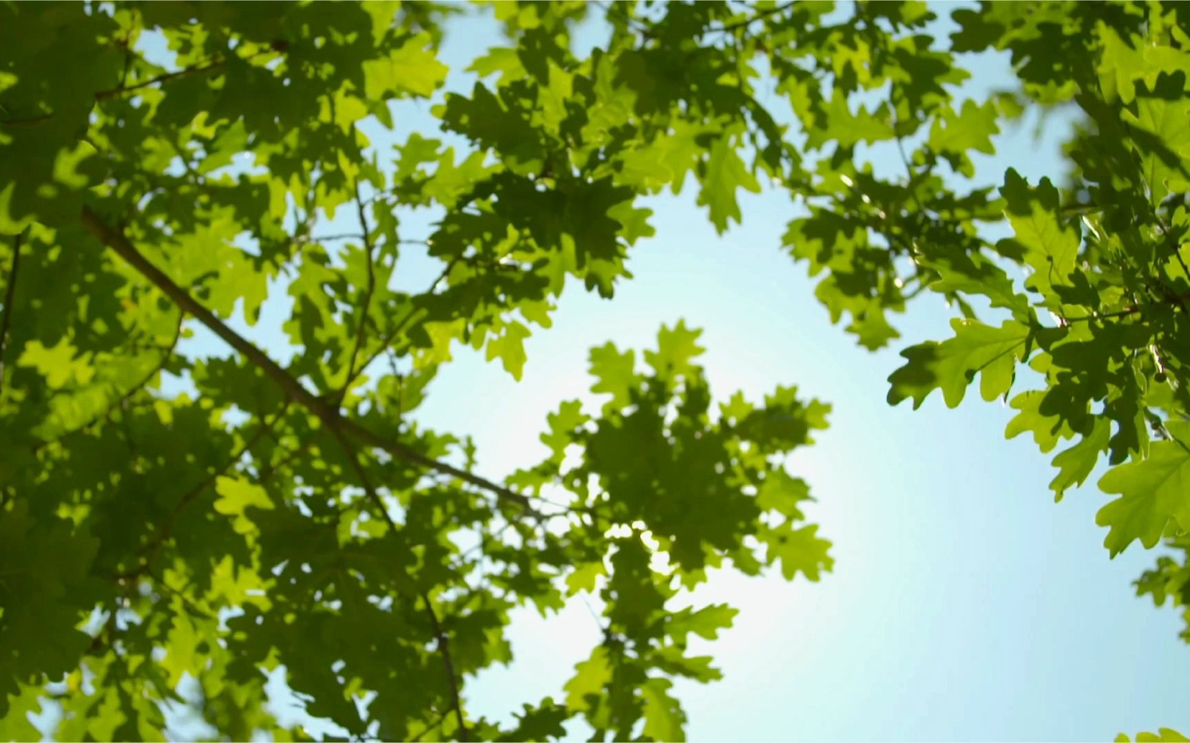 #濒危植物保护#一颗银杏果的白日梦