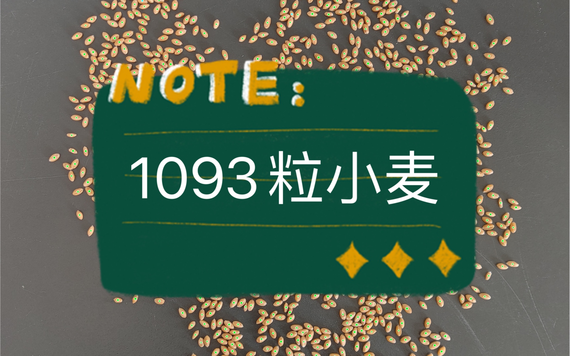小麦自动计数器,农业科研日常好助手,全自动,智能化,效率提升不是说说...