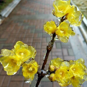 银丰弹簧机 