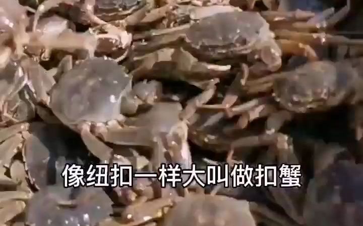 海水孵化,淡水长大,盘锦稻田养河蟹的4个过程!