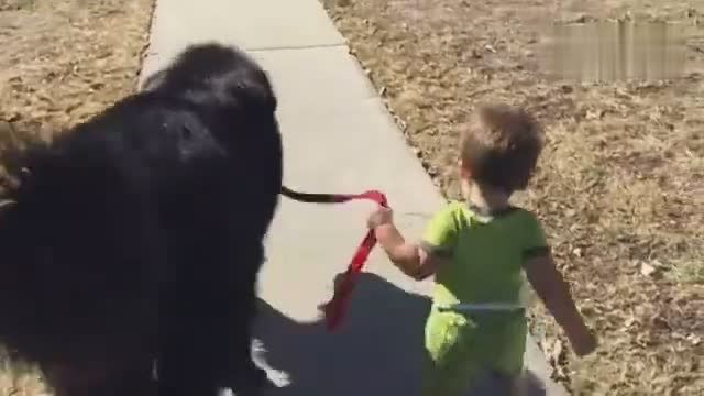 《嘎咕猪》萌娃遛狗 狗比人还大 到底谁溜谁啊?